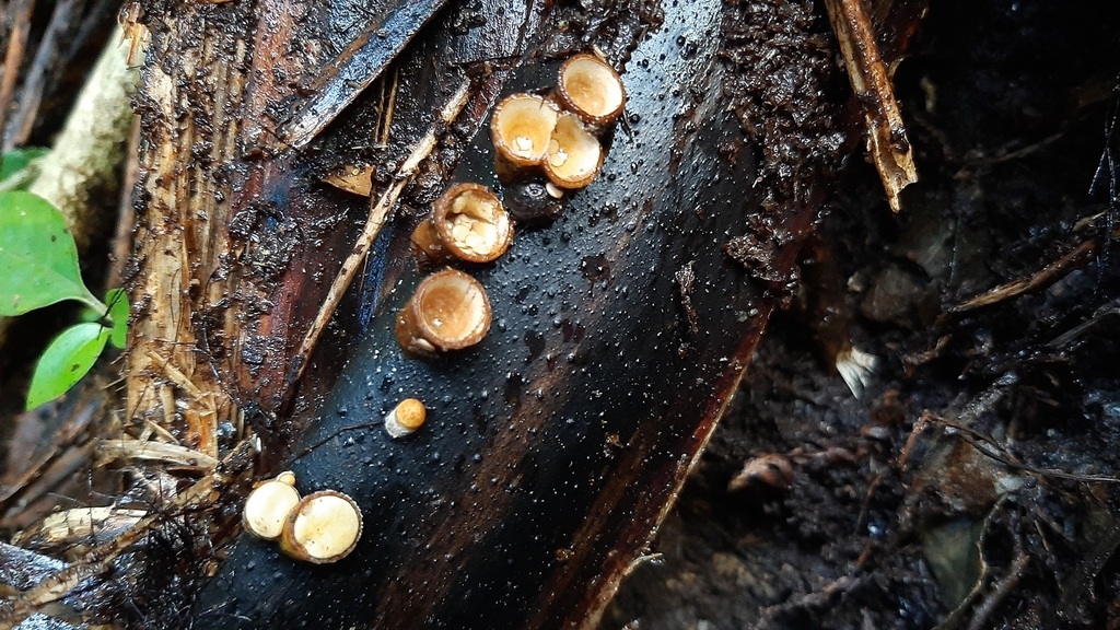 Crucibulum from Karori, Wellington, New Zealand on August 10, 2022 at ...