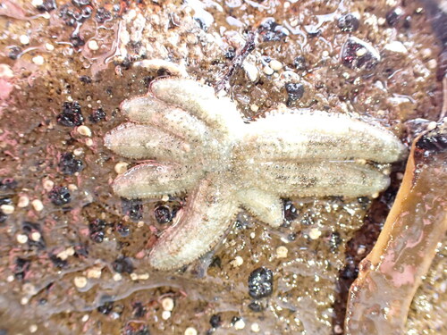 Observations by emily_r · iNaturalist