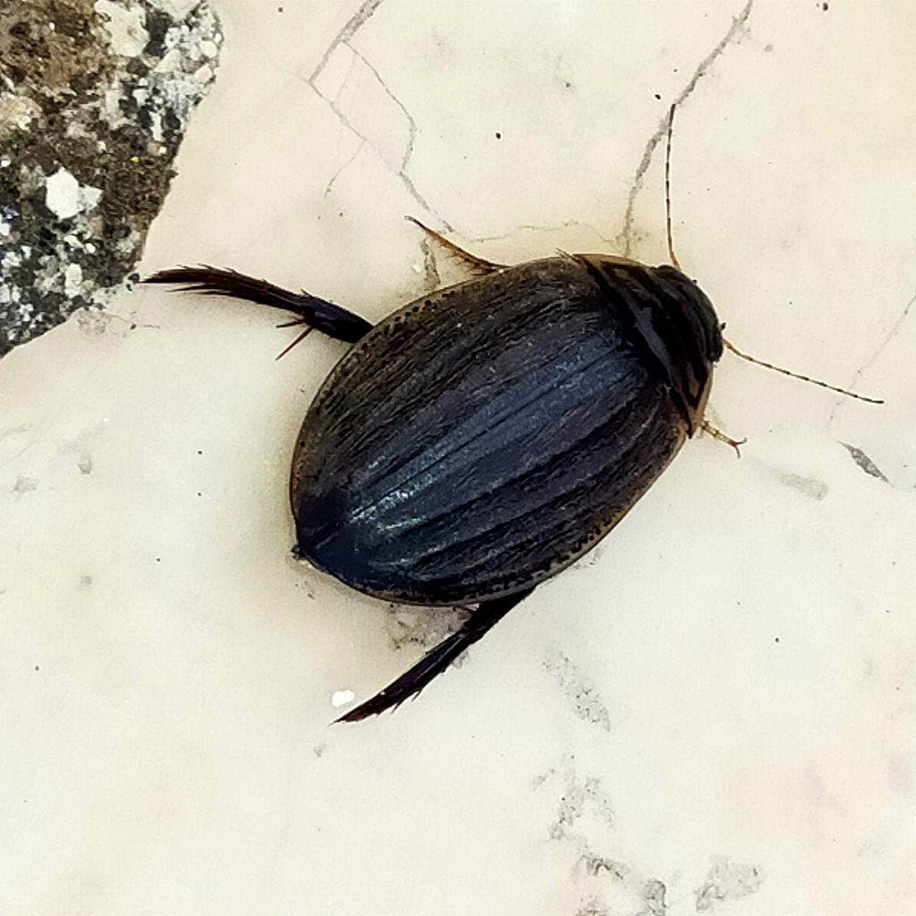 Lesser Diving-beetle from Bari, Apulia, IT on September 08, 2022 at 06: ...