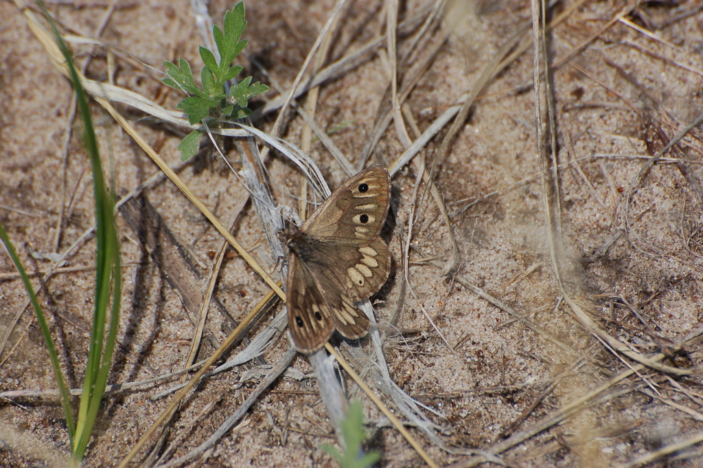 Ridings' Satyr from Garden County, NE, USA on June 3, 2008 at 12:58 PM ...