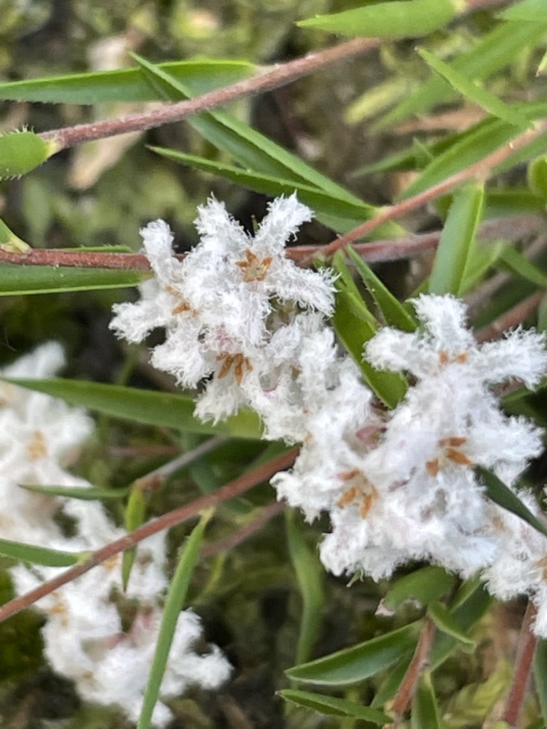 common beard-heath from Upper Sweetwater Creek Reserve, Frankston South ...