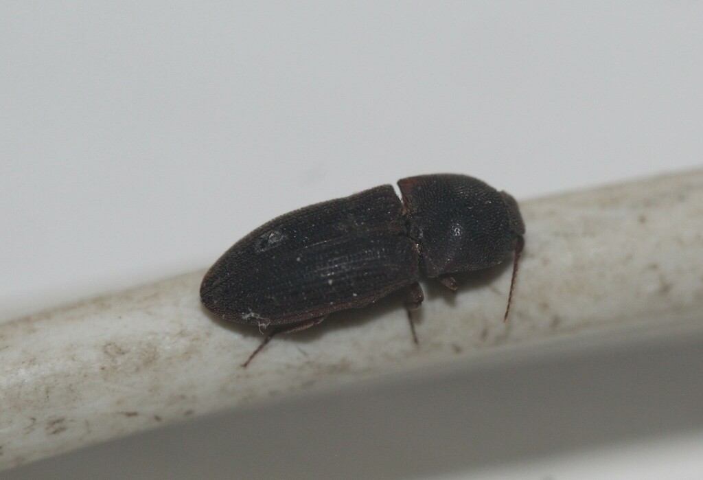 Agrypnus rectangularis from South Side, Corpus Christi, TX, USA on ...