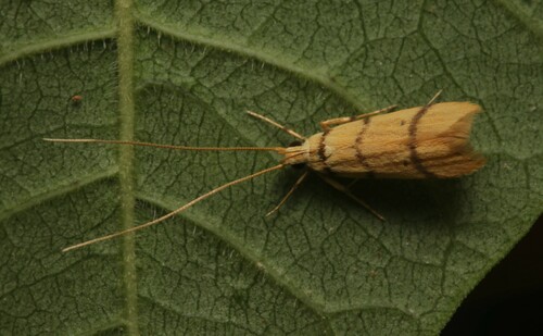 Crocanthes chordotona · iNaturalist