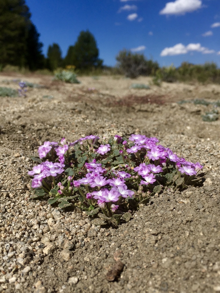 Ramshaw Meadows Abronia in September 2022 by Angela Pai · iNaturalist