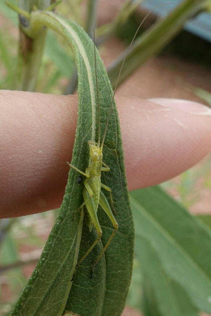 Forbes' Tree Cricket from Glenview, IL, USA on August 14, 2022 at 10:36 ...