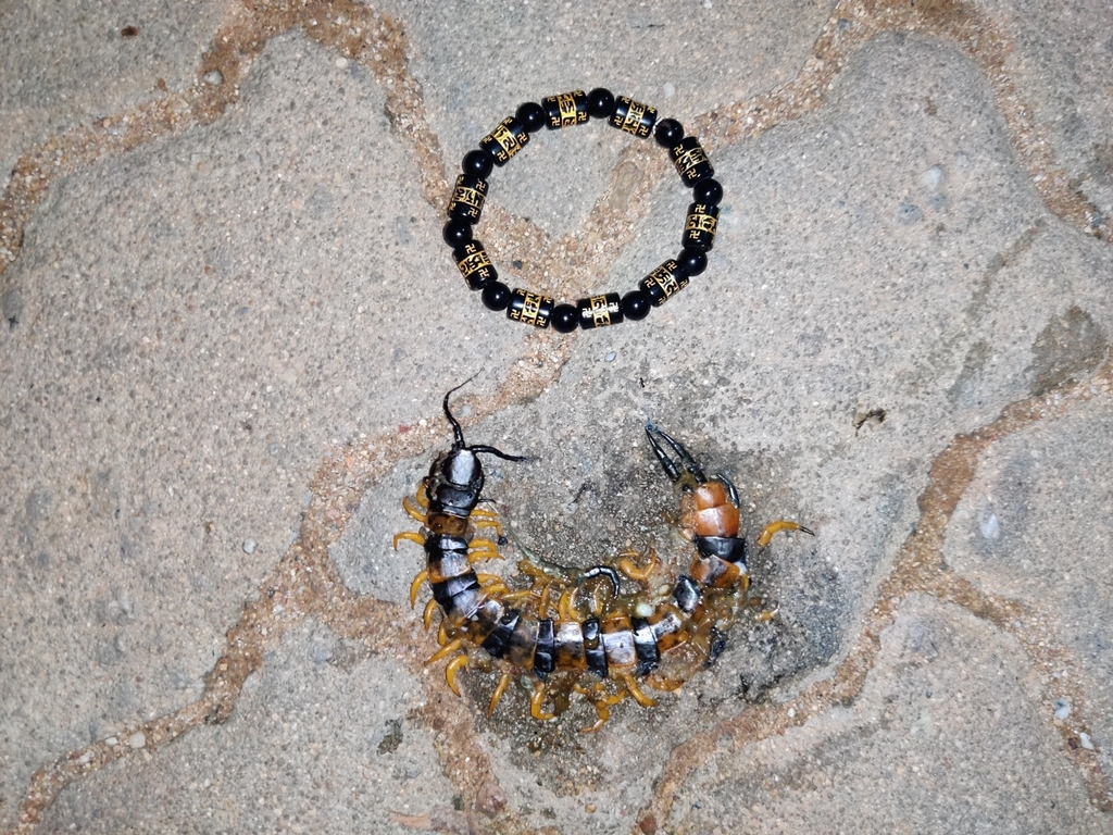 Indian Tiger Centipede from MF5P+4M4, Mangalam, Tirupati, Andhra ...