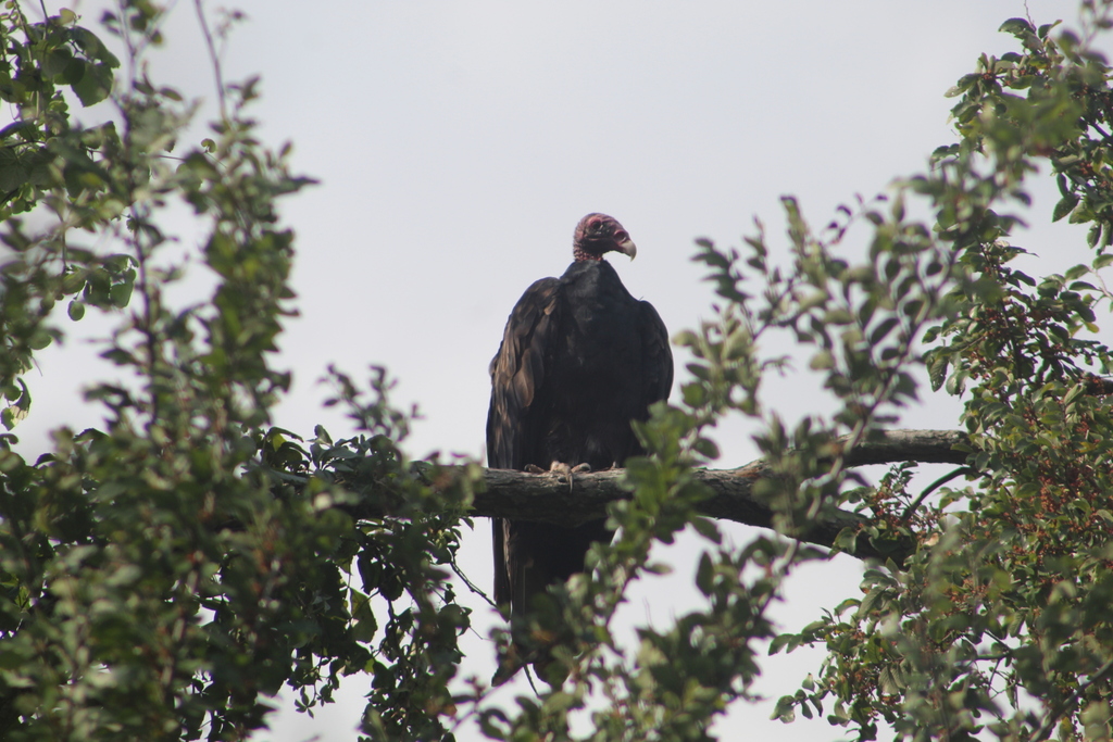 Turkey Vulture from Victoria, TX, USA on September 08, 2022 at 04:13 PM ...