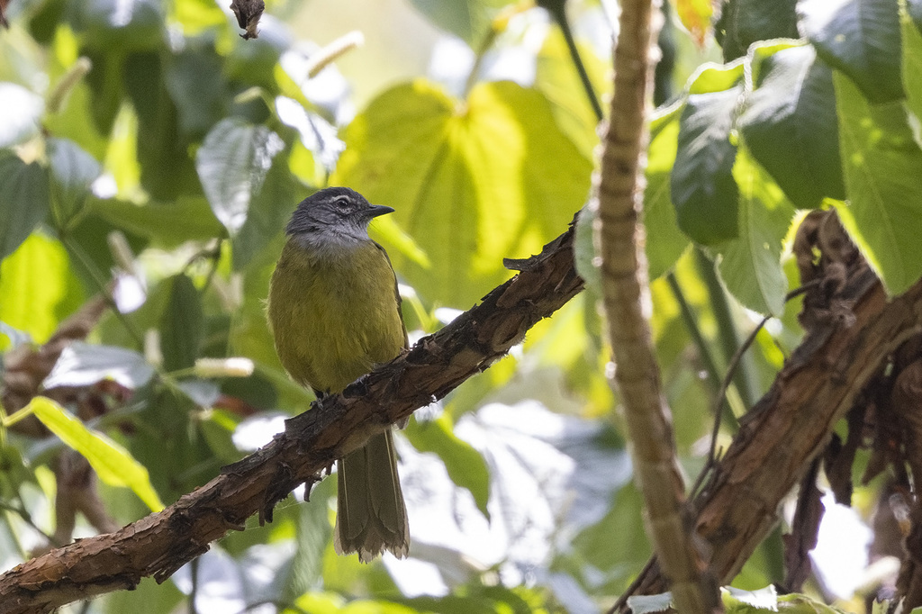 Kikuyu Mountain Greenbul from Kisoro, Uganda on July 16, 2022 at 11:51 ...