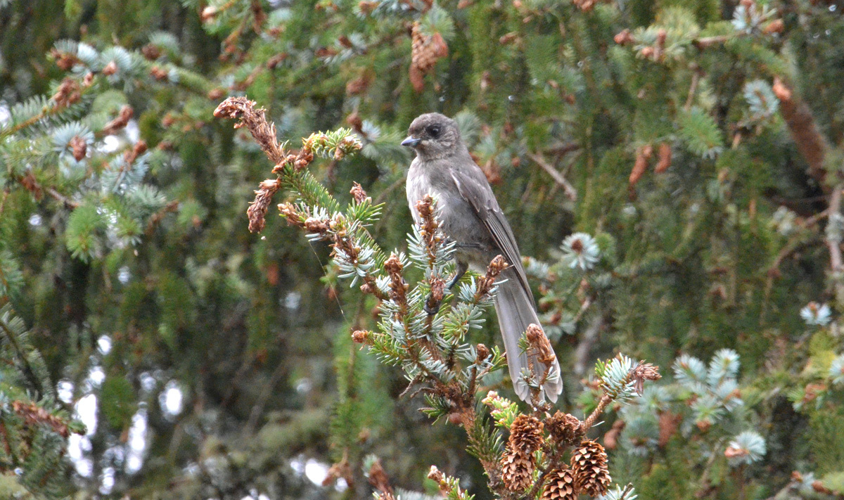 Perisoreus canadensis obscurus Ridgway, 1874