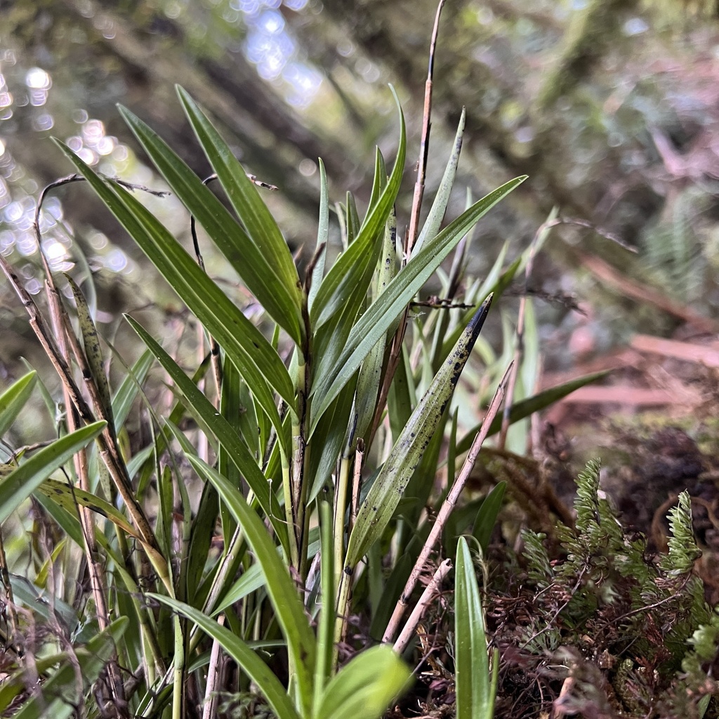 Easter Orchid from Pureora Forest Park, Pureora, Manawatū-Whanganui, NZ ...
