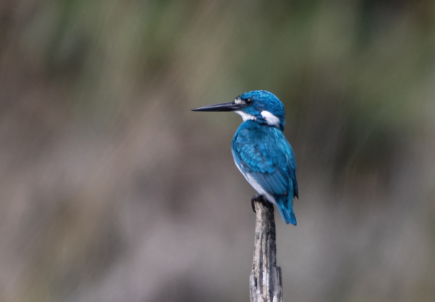 Alcedo coerulescens Vieillot, 1818