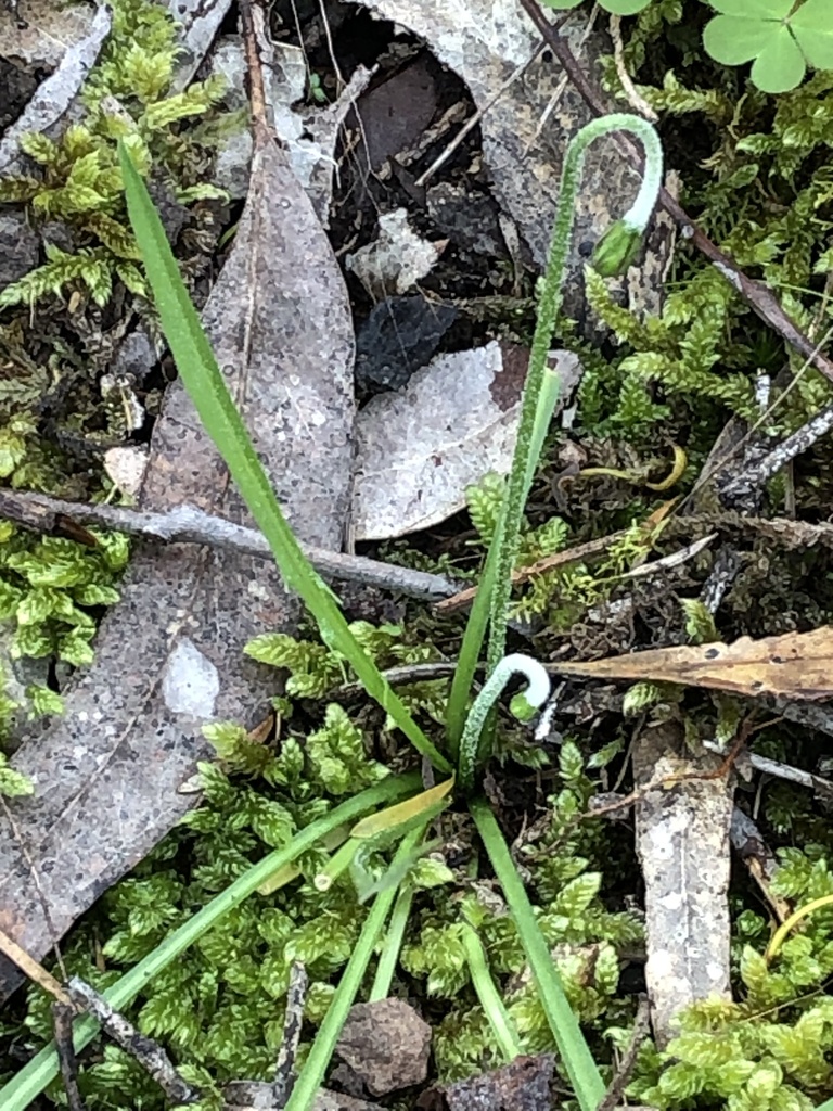 Murnong (Microseris walteri) - Botanical Realm