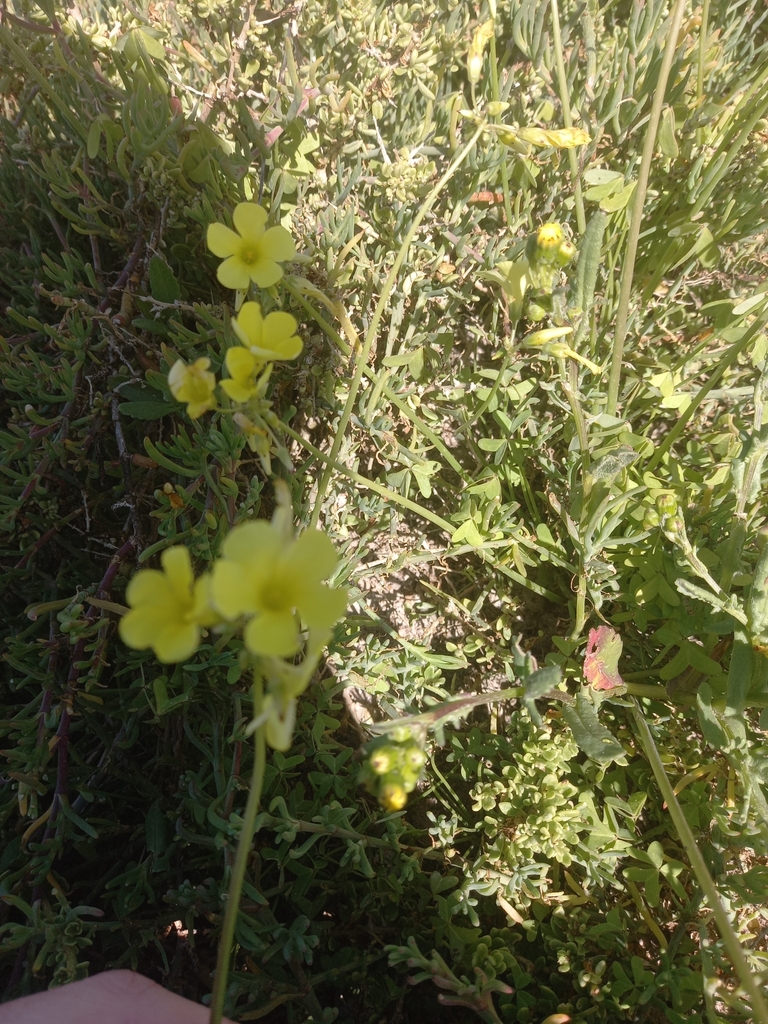 Bermuda buttercup from West Coast Peninsula, South Africa on September ...