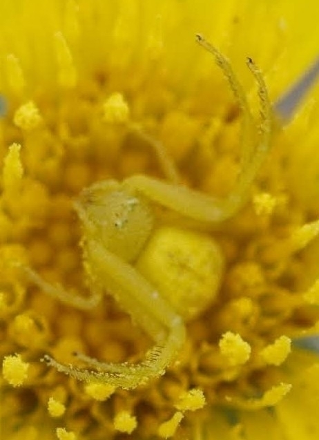 Mecaphesa from Ohoopee Dunes WMA on September 8, 2014 at 03:48 PM by ...