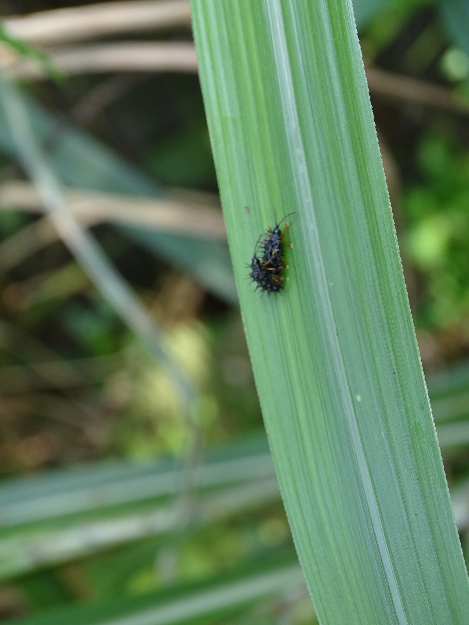 Dactylispa sauteri Uhmann, 1927