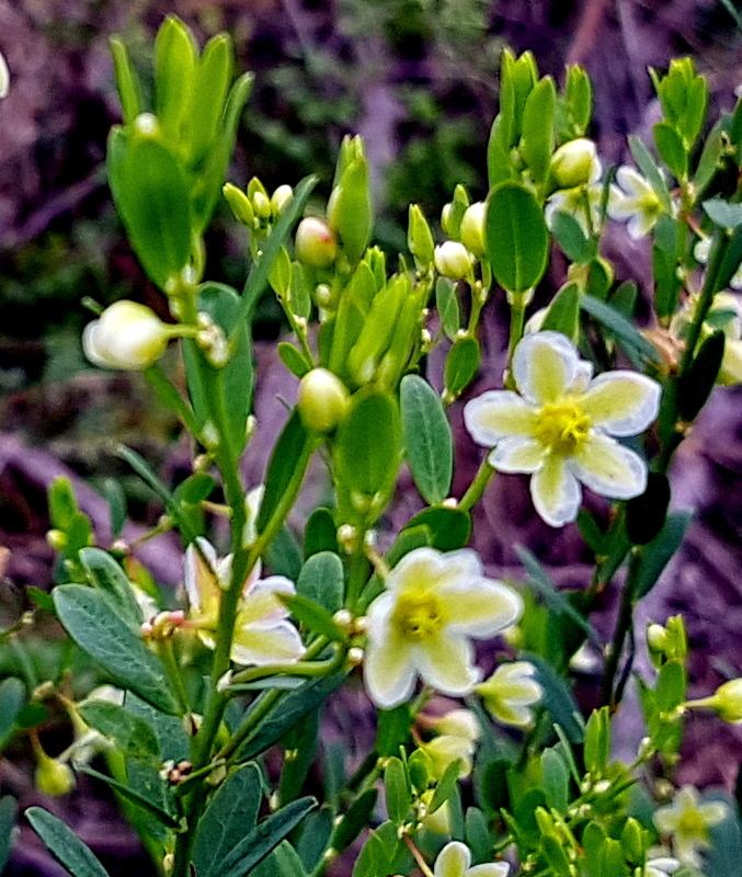 False Boronia from Perth WA, Australia on September 8, 2022 at 11:14 AM by philzoe · iNaturalist