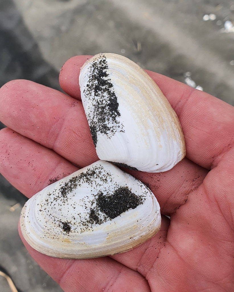 Tuatua from Kawhia Hot Water Beach on September 03, 2022 at 09:25 AM by ...