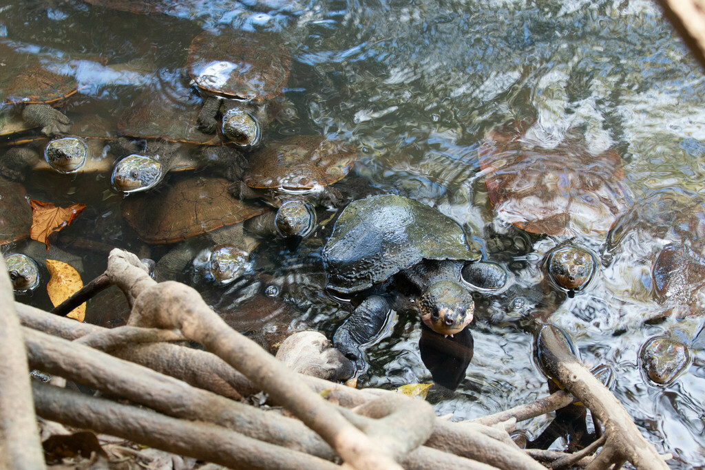 Irwin's Turtle in September 2017 by Mark Ayers. Large specimen in the ...