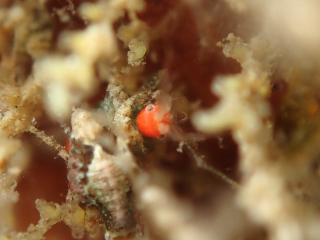 Podoceridae from Wellington, New Zealand on September 09, 2022 at 08:53 ...