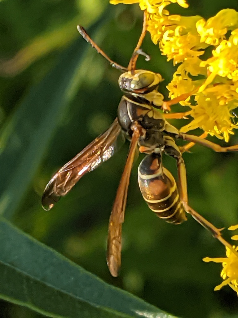 Dark Paper Wasp from Allen County, IN, USA on September 08, 2022 at 06: ...