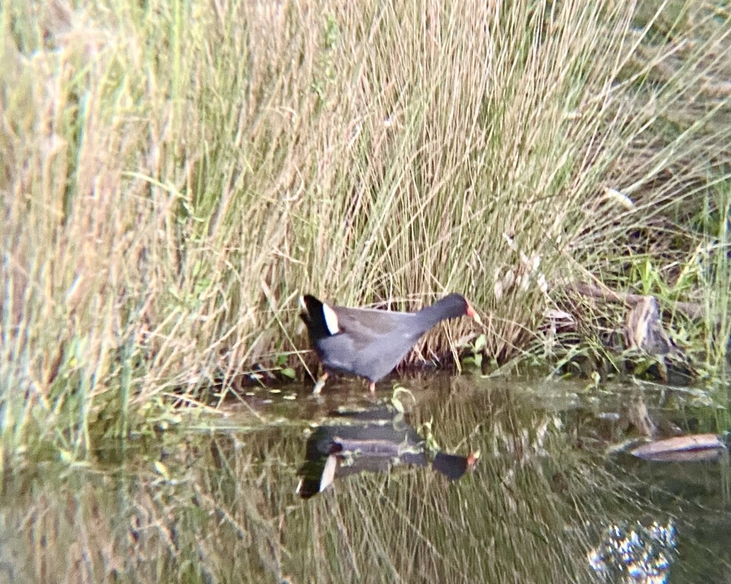 Dusky Moorhen from Tatterson Park, Keysborough, VIC, AU on September 09 ...