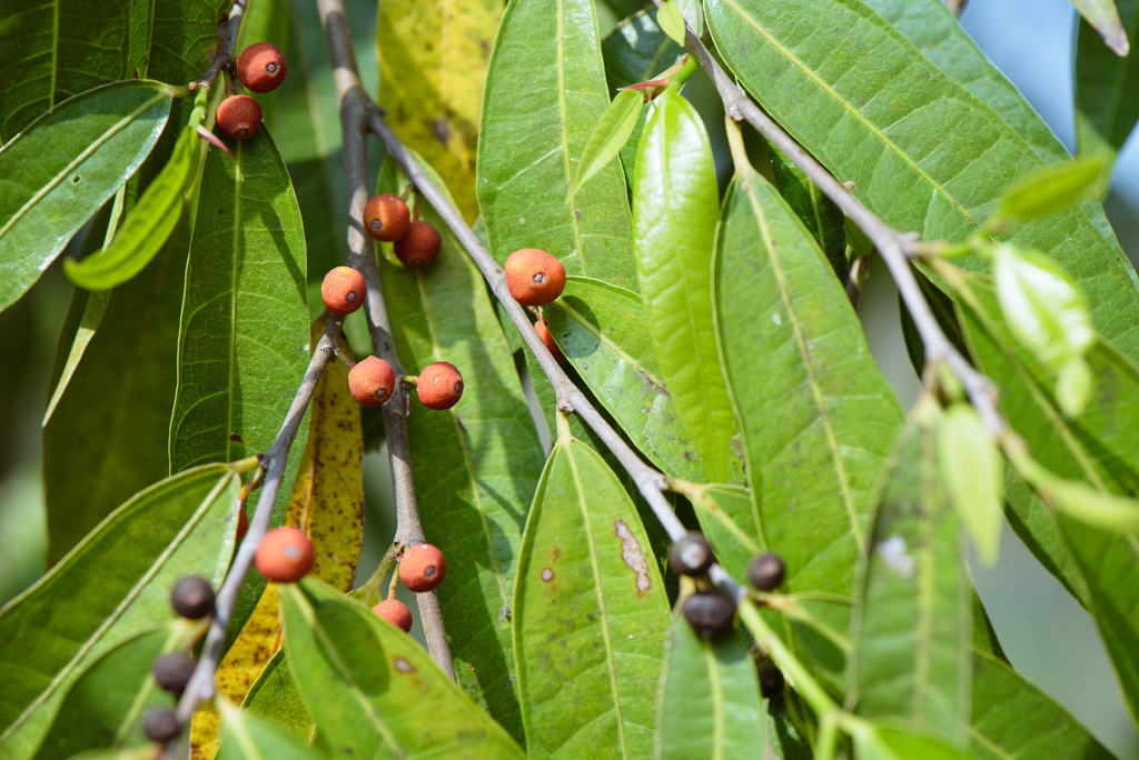 King's Fig (Ficus ampelos) - Botanical Realm