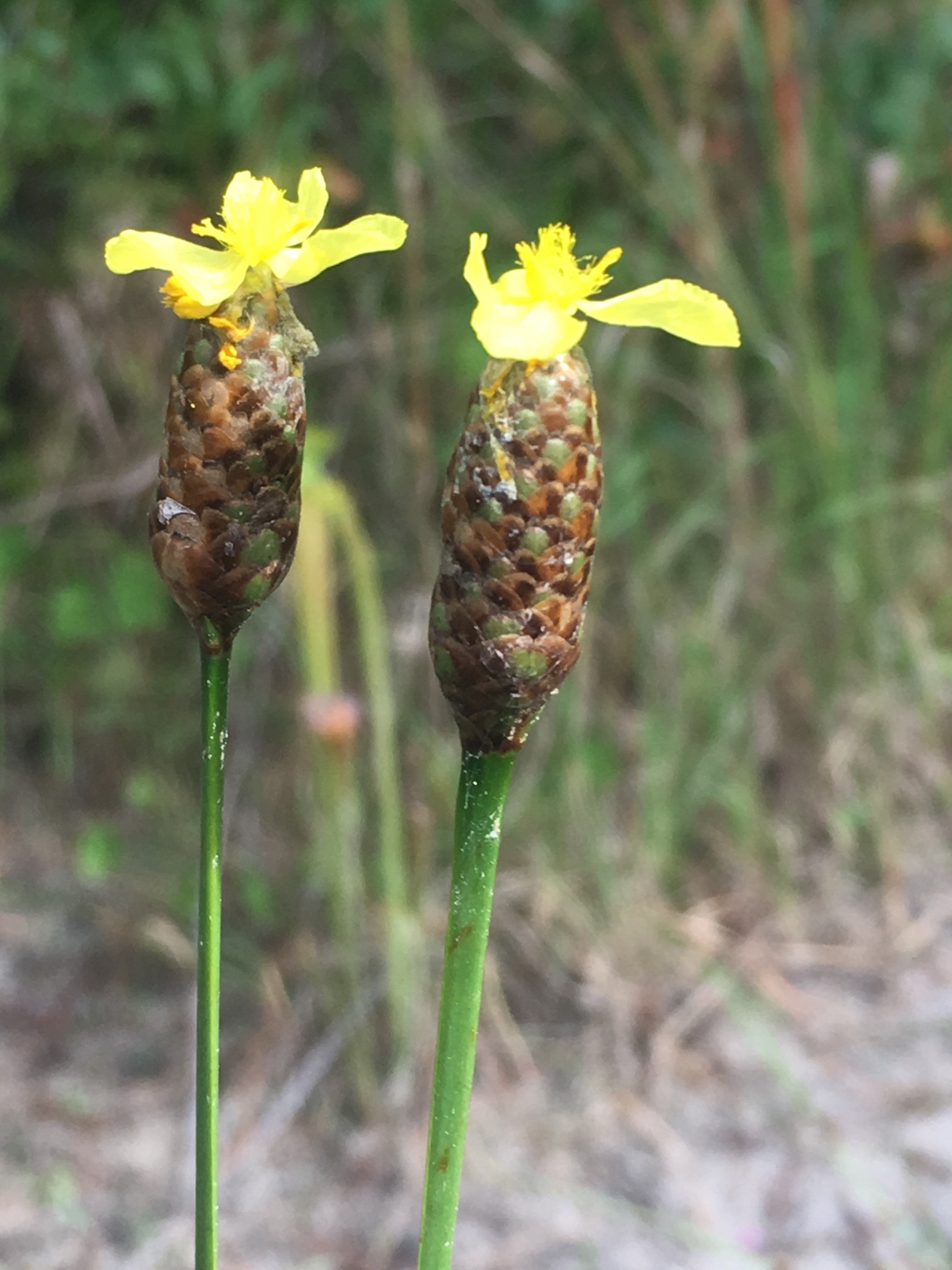 Xyris stricta Chapm.