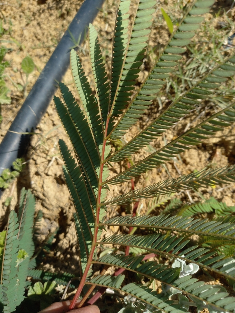 Plume Albizia from Drakenstein Municipality, South Africa on September ...