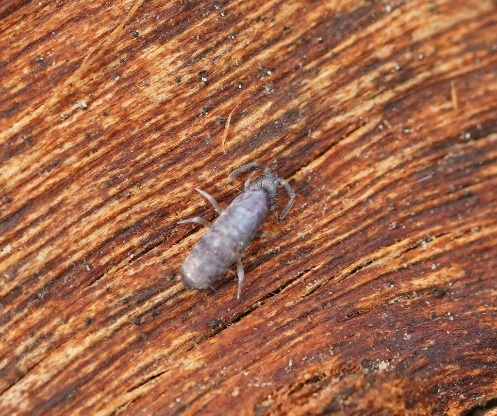 Elongate Springtails from Melbourne VIC, Australia on September 09 ...