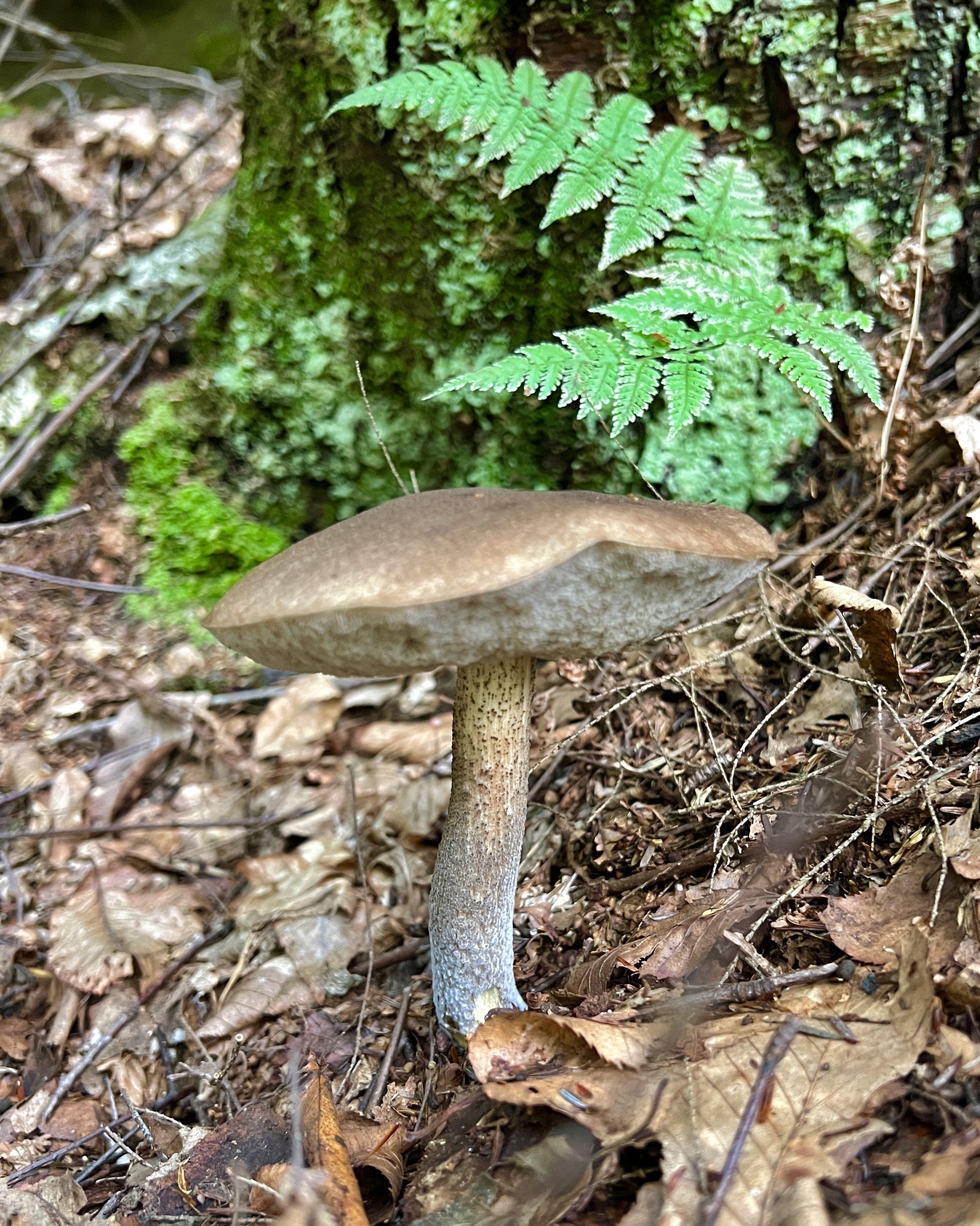 Leccinum variicolor Watling