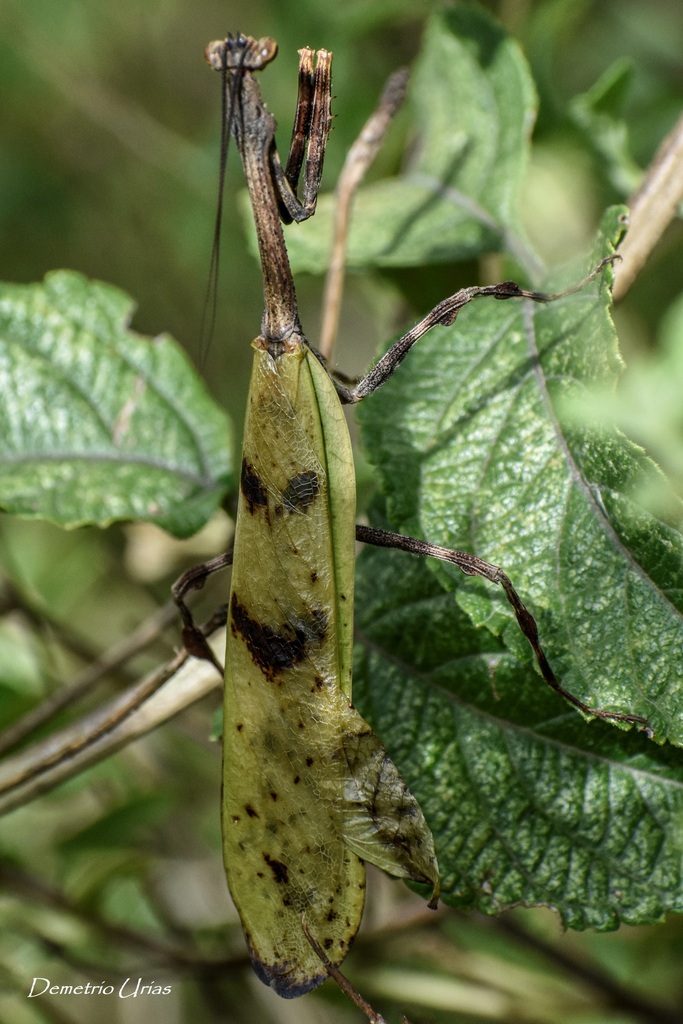 Pseudovates tolteca from Xochimilco, Ciudad de México on August 30 ...