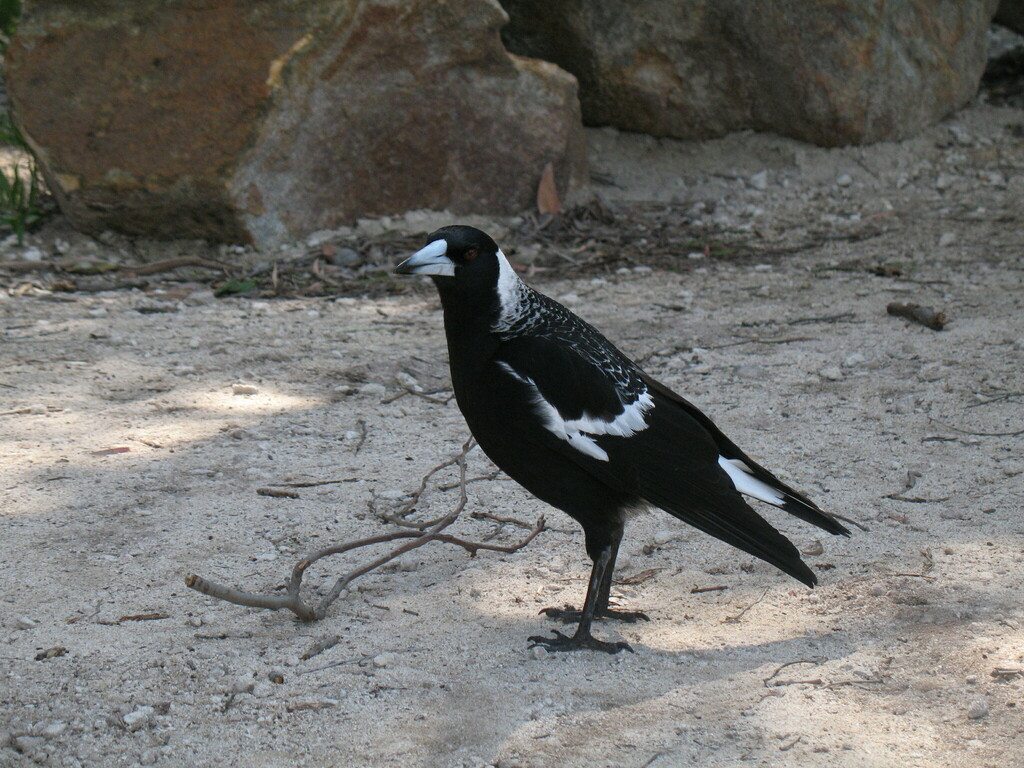 Australian Magpie from Meelup, Dunsborough WA, Australia on September ...