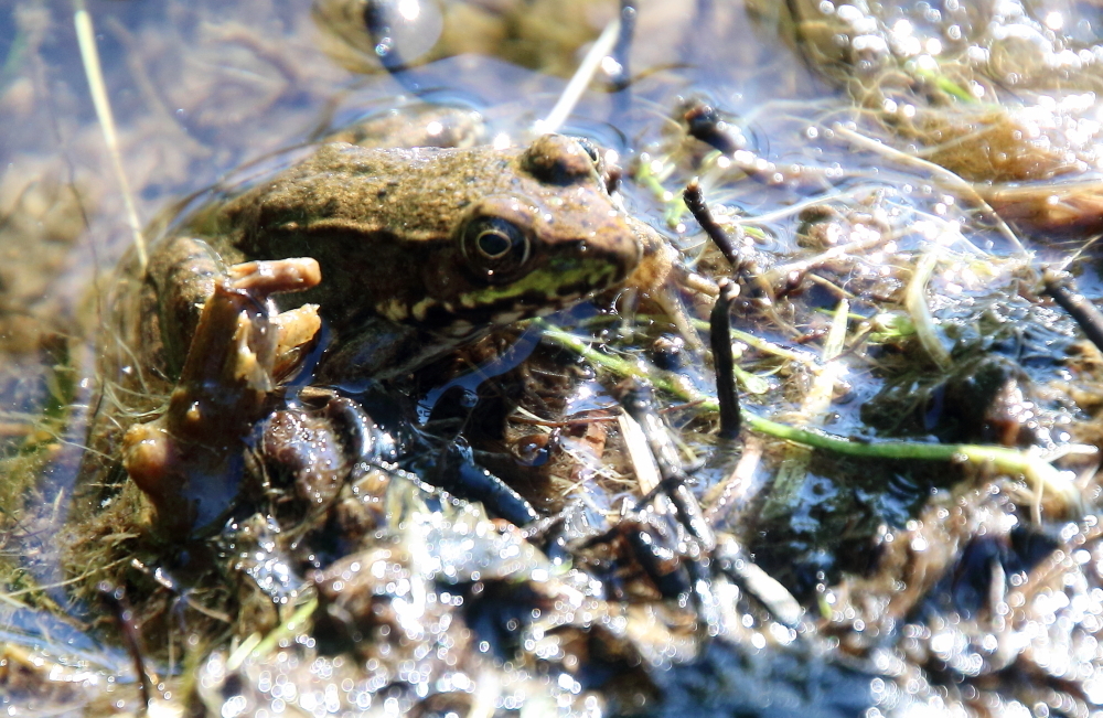 Green Frog from Lost Lake Rec Area, Florence County, WI, USA on August ...