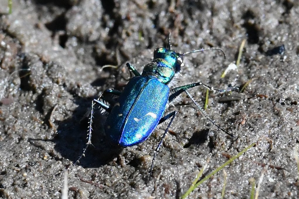 Dispirited Tiger Beetle from Siskiyou County, CA, USA on September 04 ...