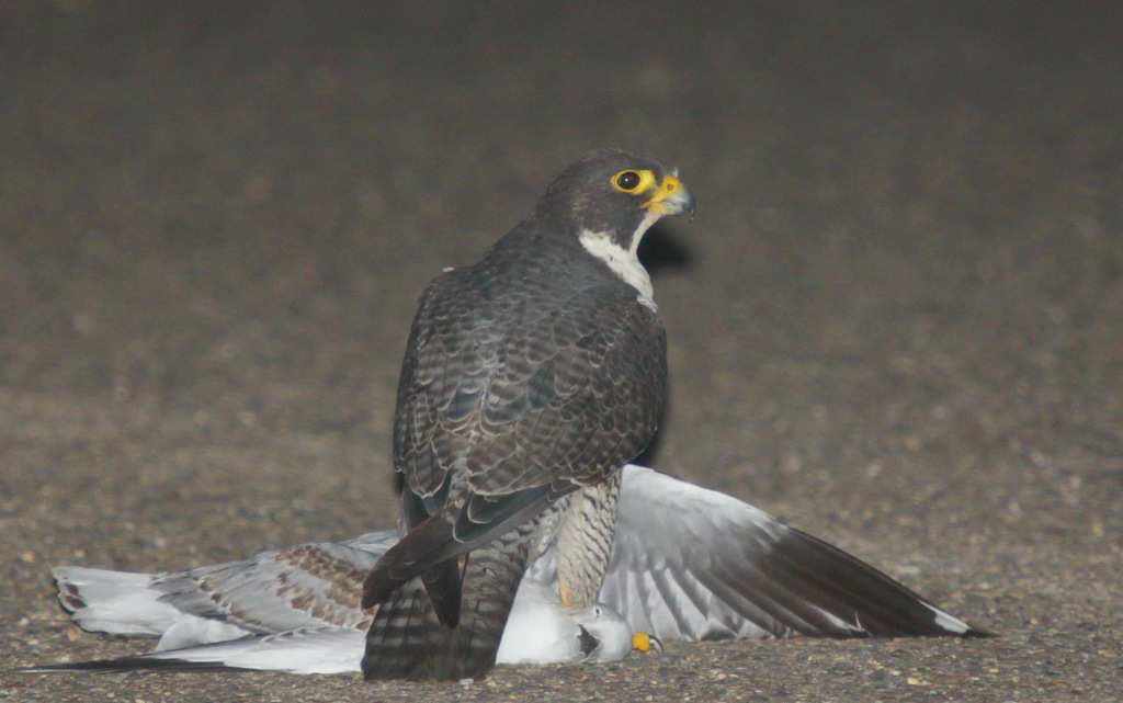 Peregrine Falcon from Raymond Island VIC 3880, Australia on December 31 ...