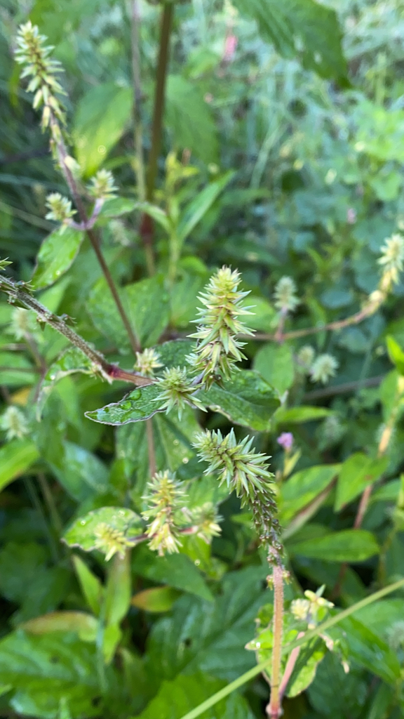 Japanese Chaff Flower from Evansville on September 09, 2022 at 08:21 AM ...