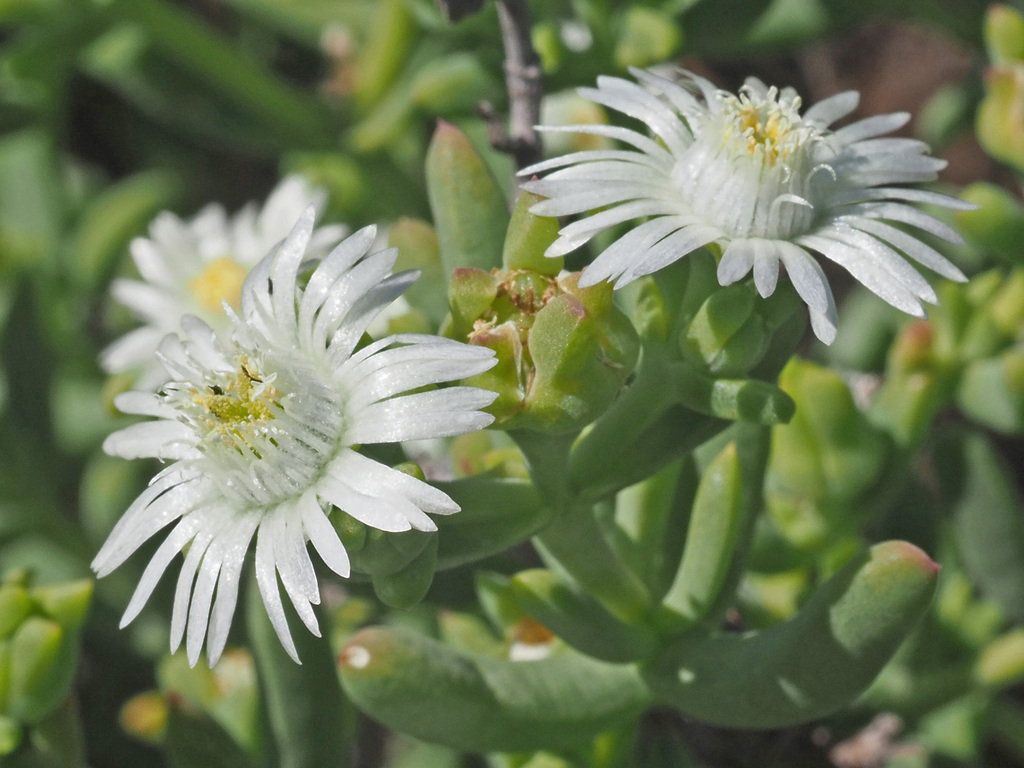 Karoo Sheepfig from Willowmore, Cacadu, Eastern Cape, South Africa on ...