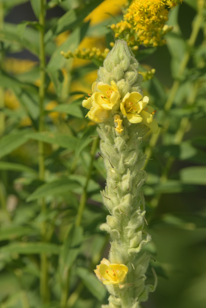 great mullein from Powell Marsh on August 22, 2022 at 11:05 AM by Mark ...