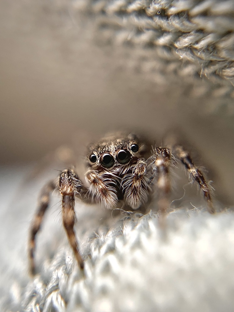 Jumping Spiders from Bulawayo, Bulawayo, ZW on September 08, 2022 at 05 ...