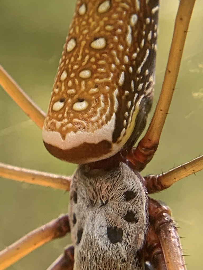 Golden Silk Spider from SH-35 N, West Columbia, TX, US on September 8 ...