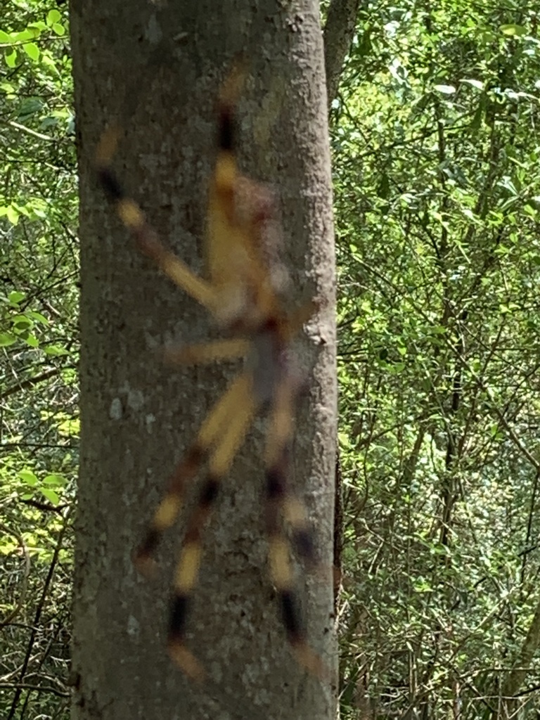 Golden Silk Spider from SH-35 N, West Columbia, TX, US on September 8 ...