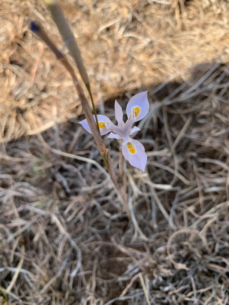 Moraea stricta from Dr Pixley Ka Isaka Seme Rural, Volksrust, MP, ZA on ...