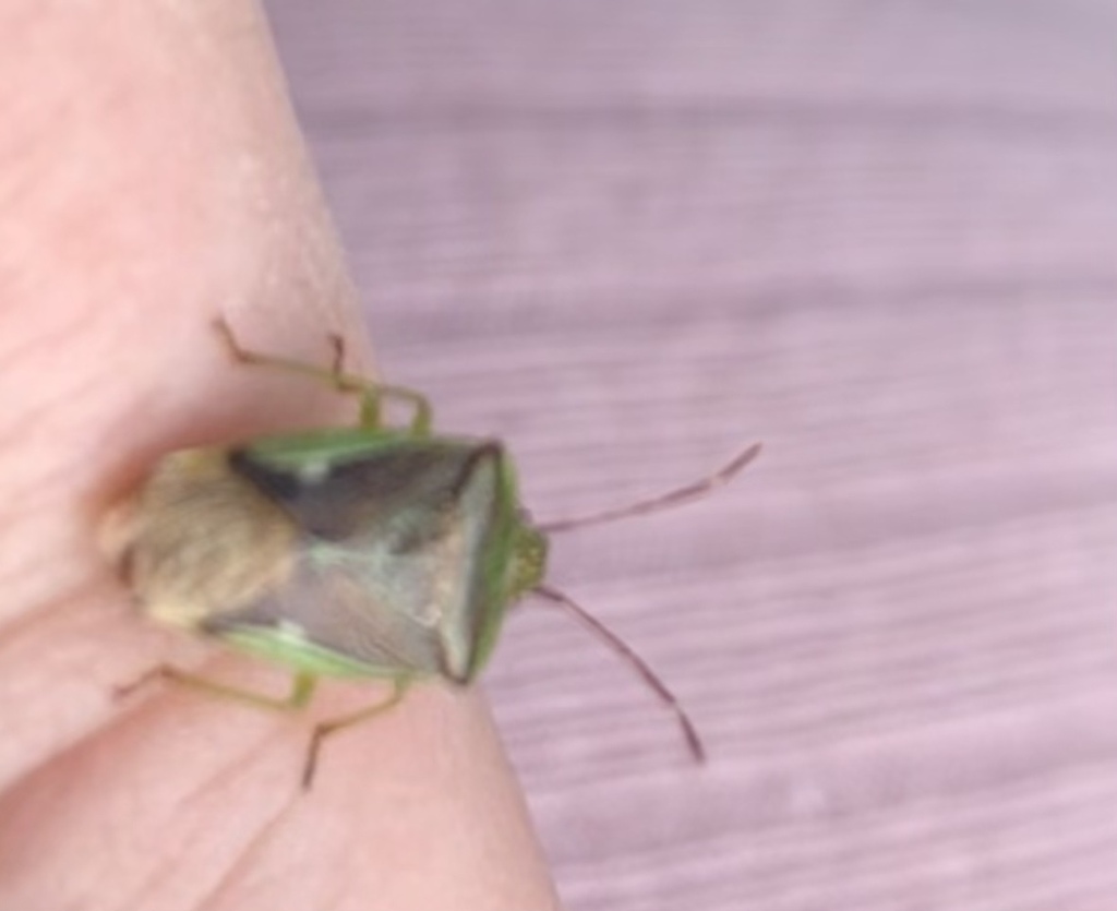 Forest shield bug from 44 Colac Bay Rd, Riverton/Aparima, Southland, NZ ...