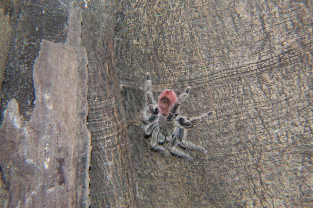 Peruvian Red-rump Tarantula from Maynas Province, Peru on July 25, 2018 ...