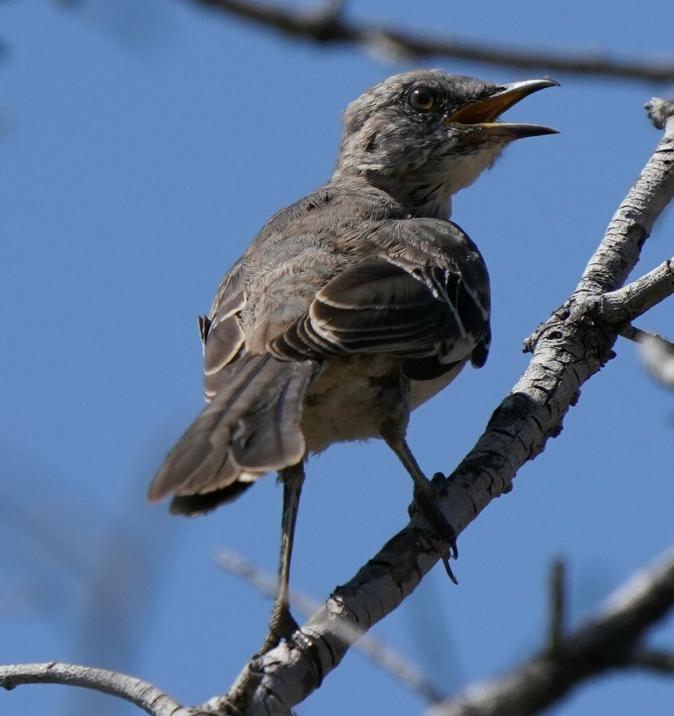 Northern Mockingbird from Lake Los Carneros Goleta, CA, USA on ...
