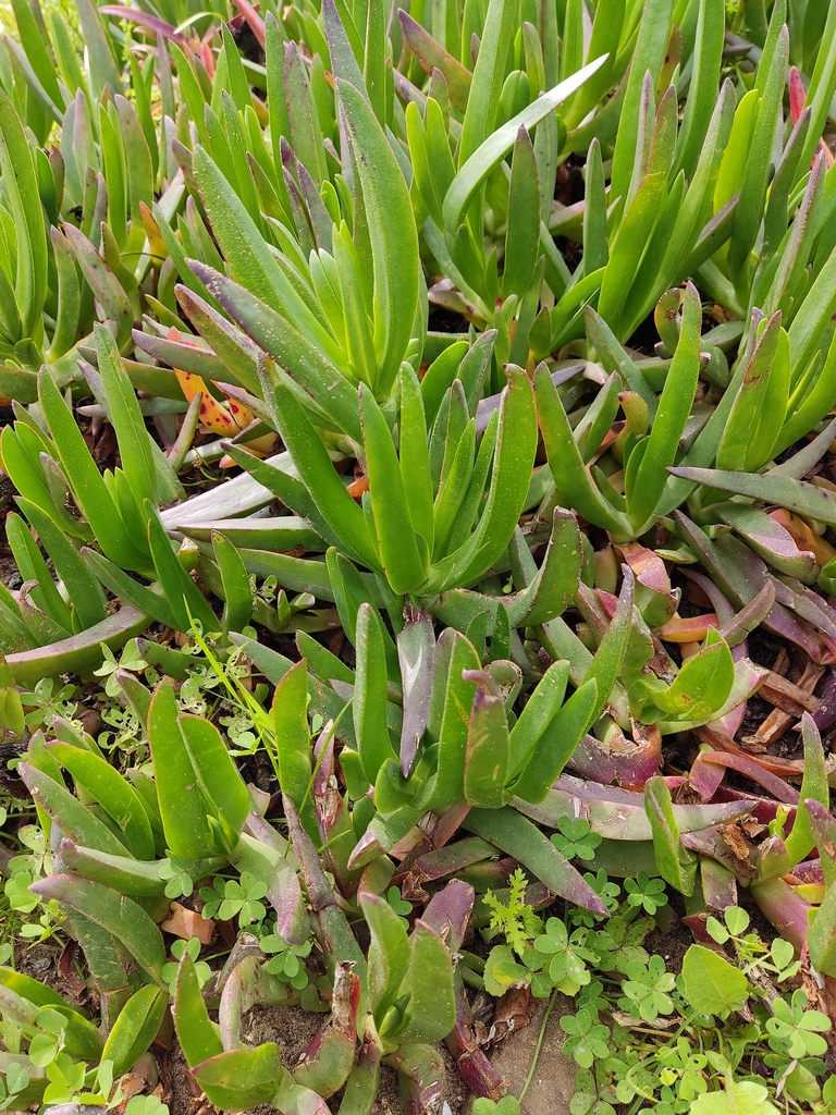 Chilean sea fig from Las Cruces, El Tabo, Valparaíso, Chile on ...