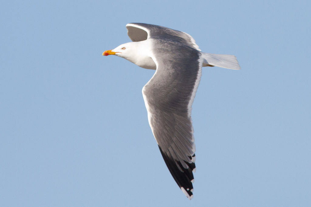 Azorean Gull (Azores animals and plants) · iNaturalist
