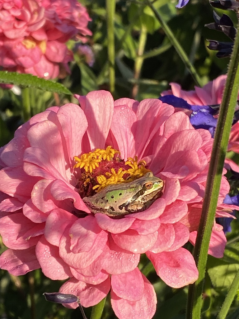 Northern Pacific Tree Frog from 24 Ave, Surrey, BC, CA on September 09 ...