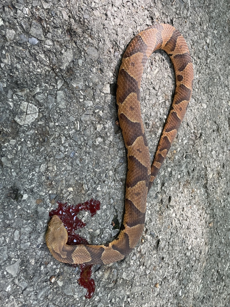 Eastern Copperhead from Giant City State Park, Makanda, IL, US on ...