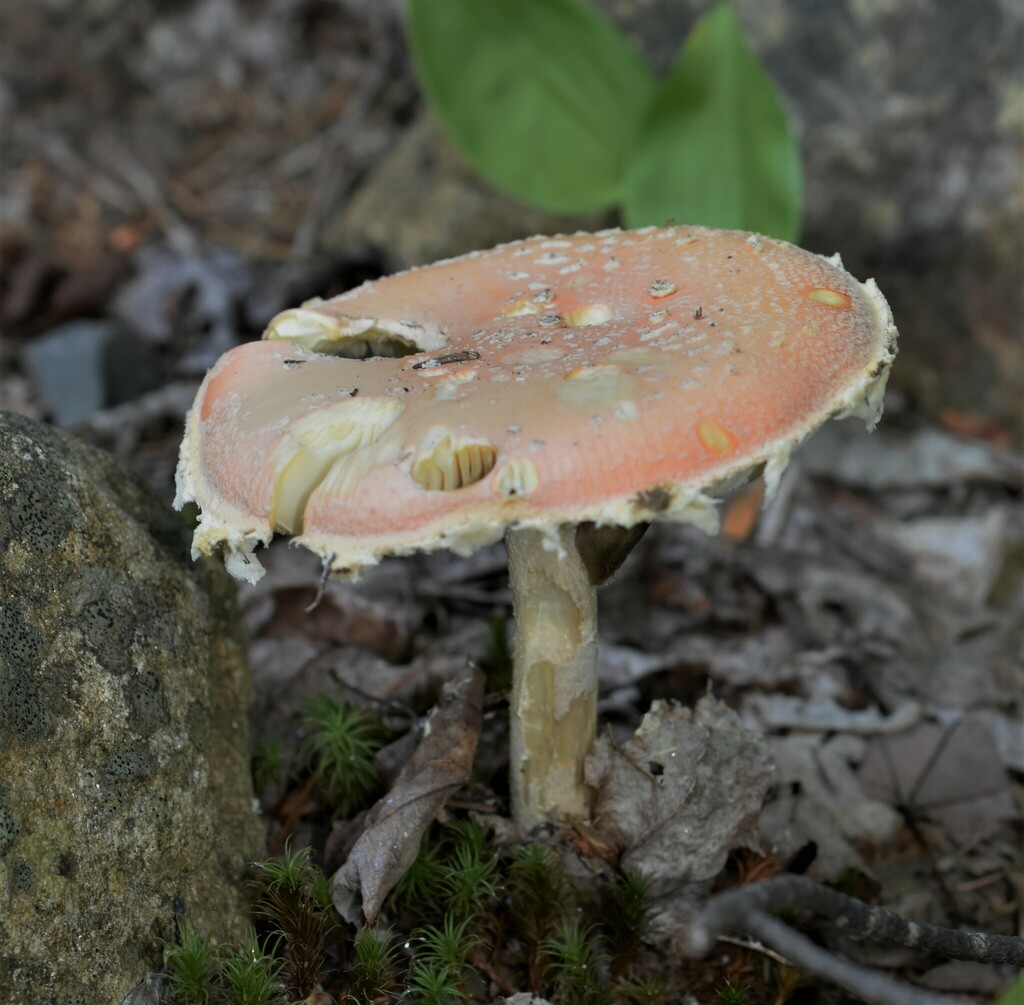 Salmon Amanita from Avon, ME 04966, USA on September 9, 2022 at 08:04 ...